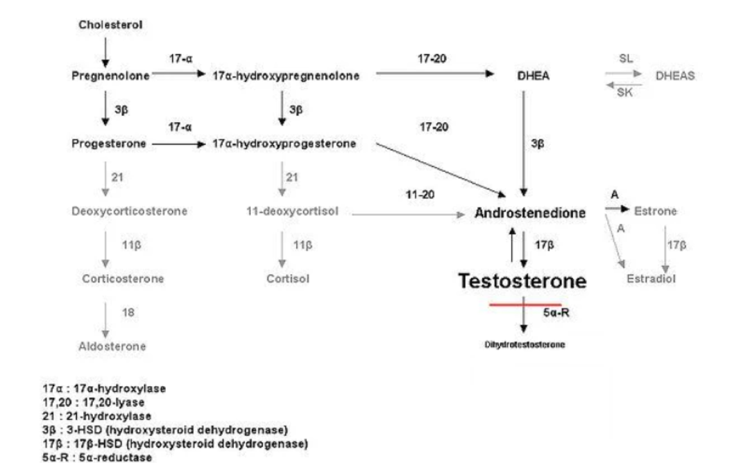 Thiếu hụt 5-Alpha-Reductase (5-Alpha-Reductase Deficiency (5-ARD ...
