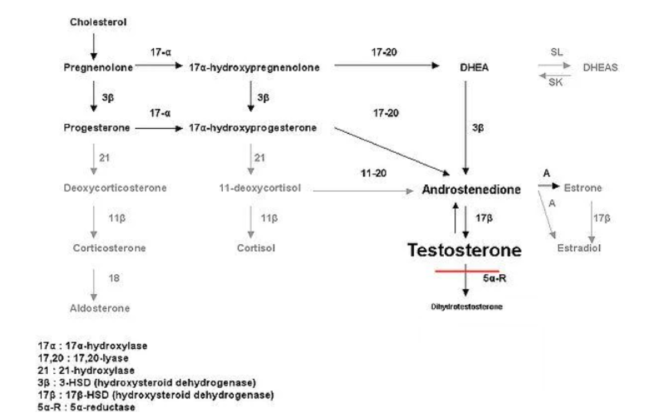 Thiếu hụt 5-Alpha-Reductase (5-Alpha-Reductase Deficiency (5-ARD ...